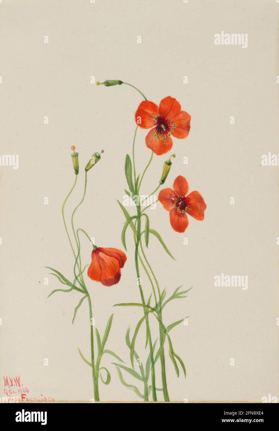 Wind Poppy (Stylomecon heterophylla), 1926 Stock Photo - Alamy