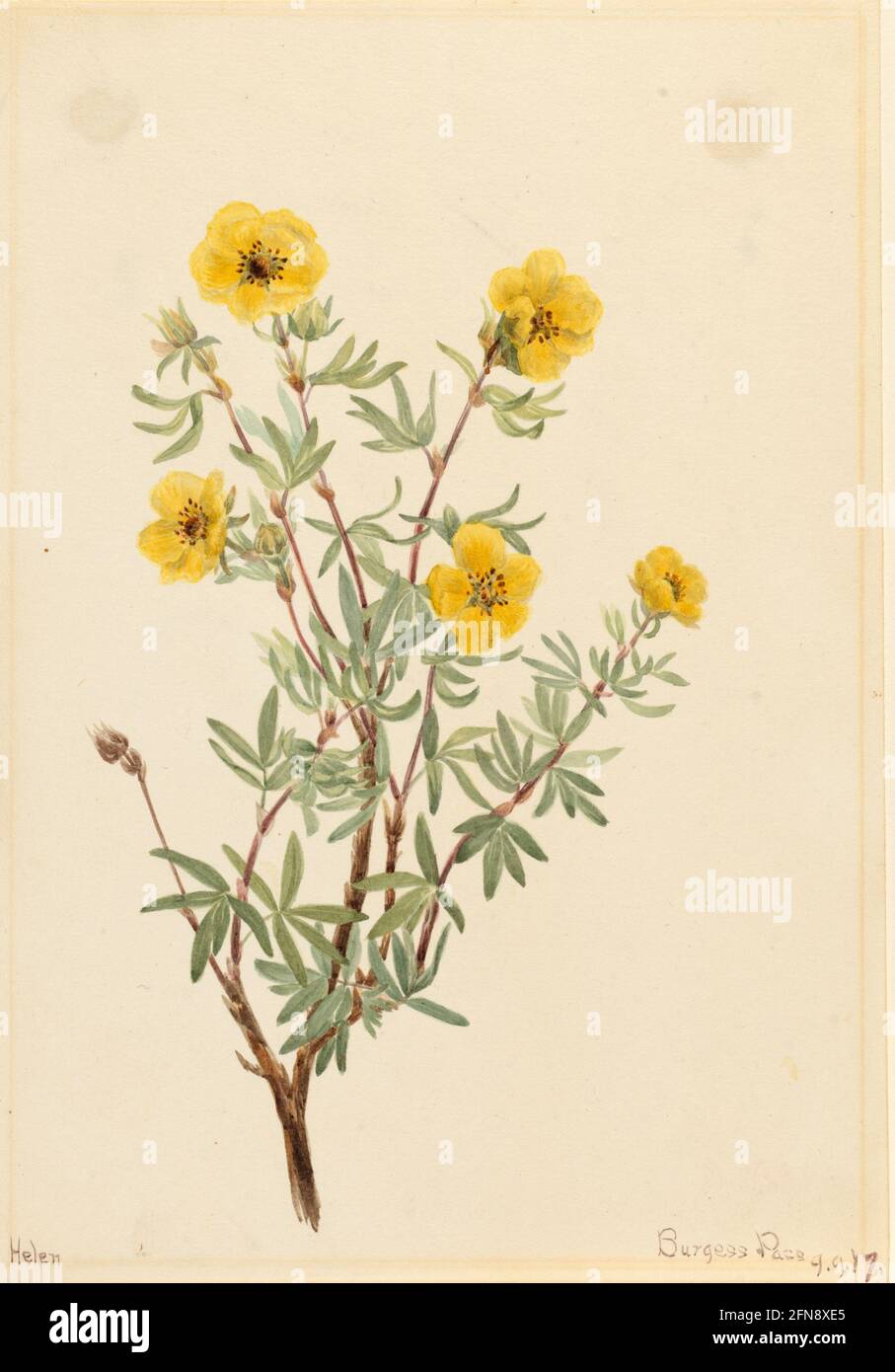 Bush Cinquefoil (Potentilla fruticosa), 1917 Stock Photo - Alamy