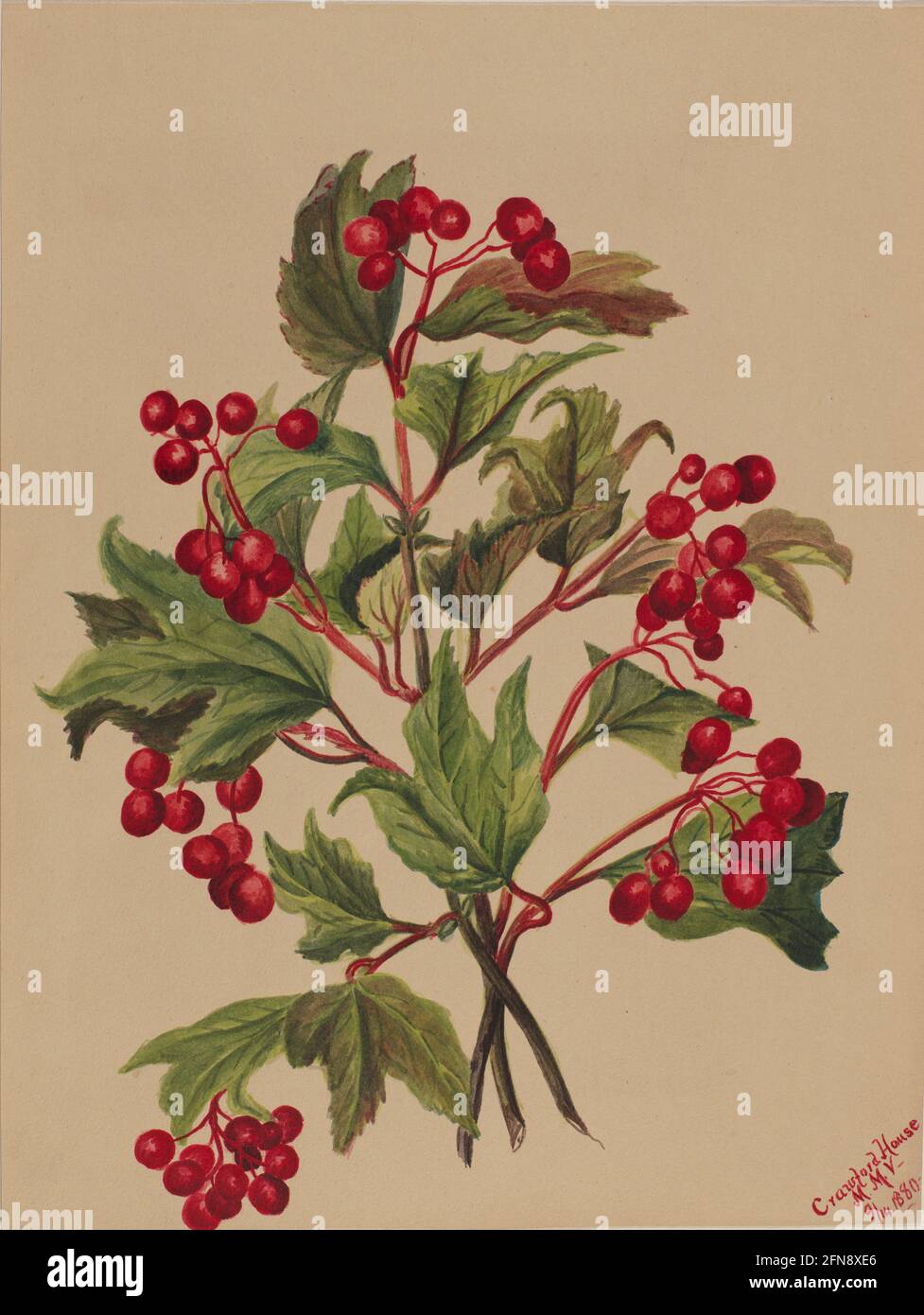Grouseberry (Viburnum americanum), 1880 Stock Photo - Alamy