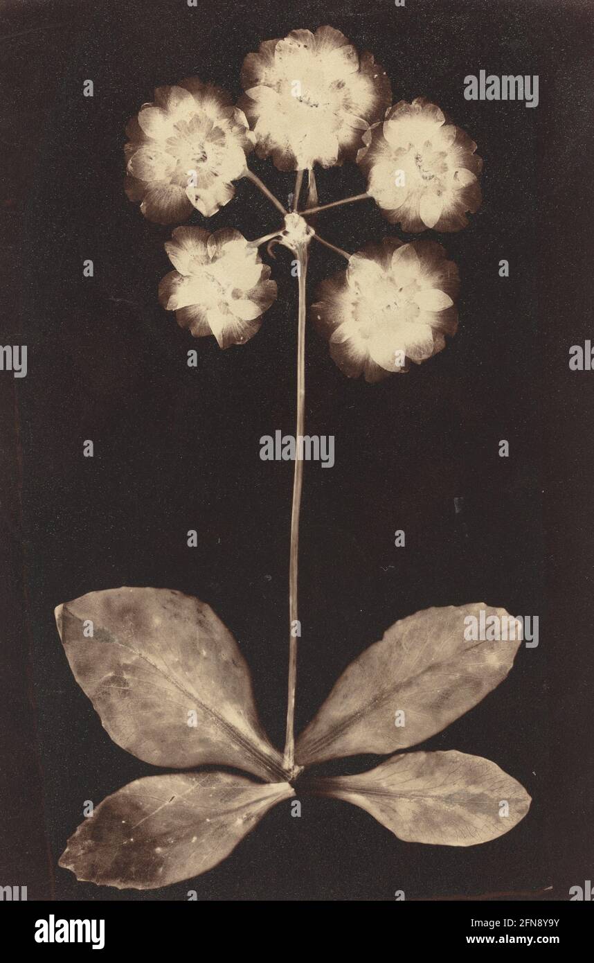 Botanical Photogram, 1860s Stock Photo - Alamy