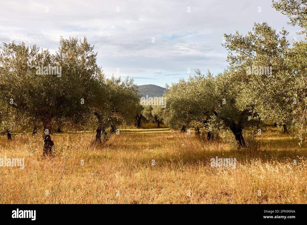 Sole tree hi-res stock photography and images - Alamy