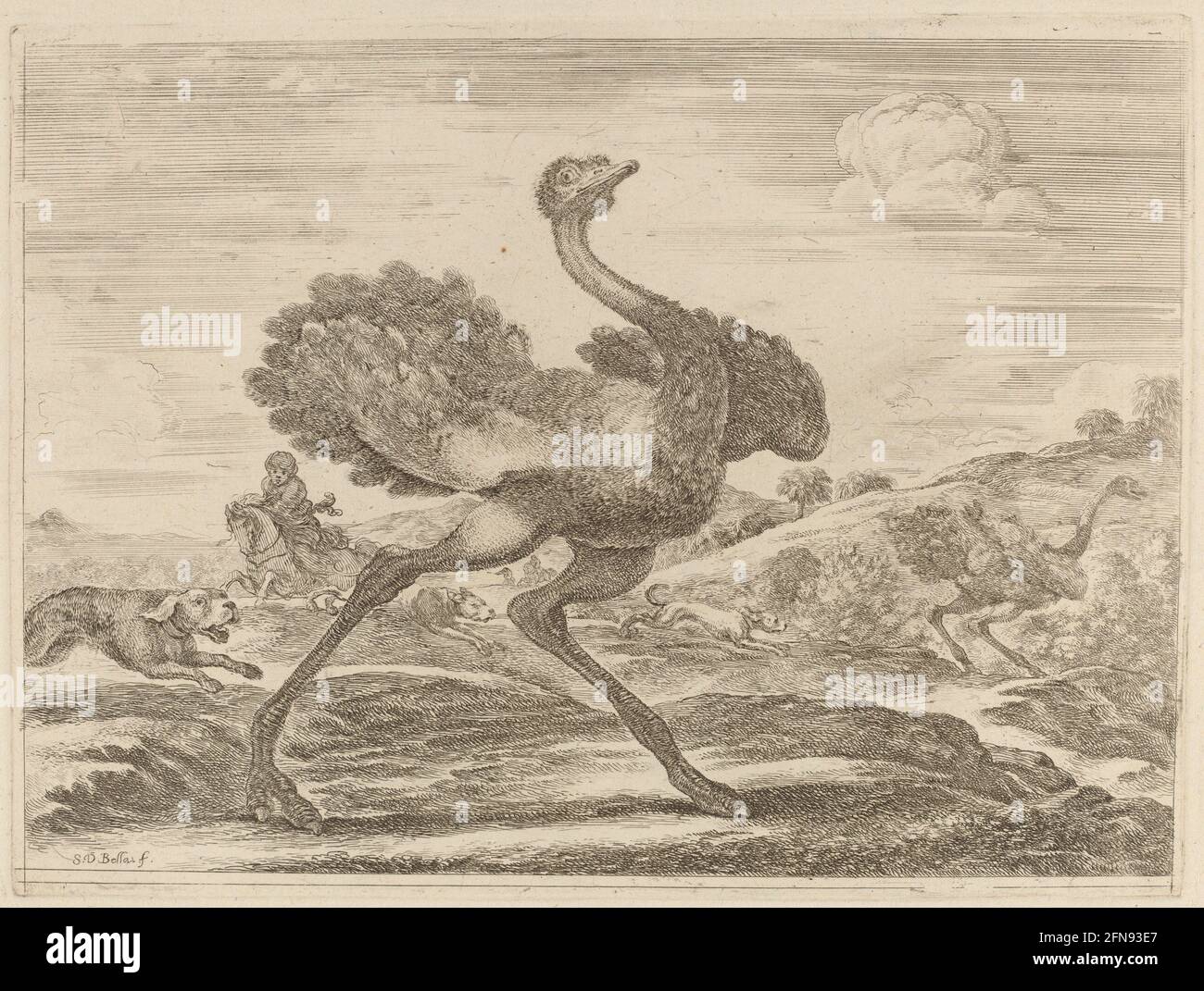 Ostrich hunt hi-res stock photography and images - Alamy