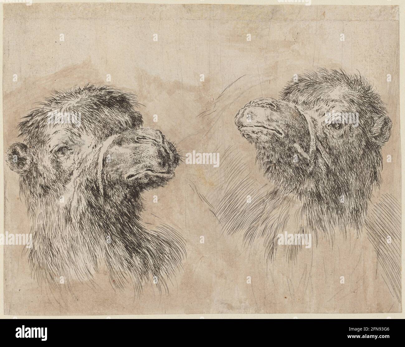 Two Camel Heads [recto], probably 1649 Stock Photo - Alamy