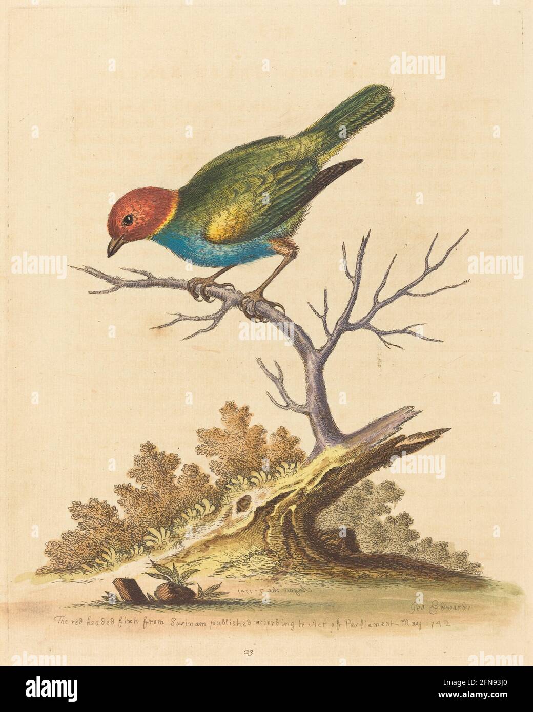 Birds of surinam hi-res stock photography and images - Alamy