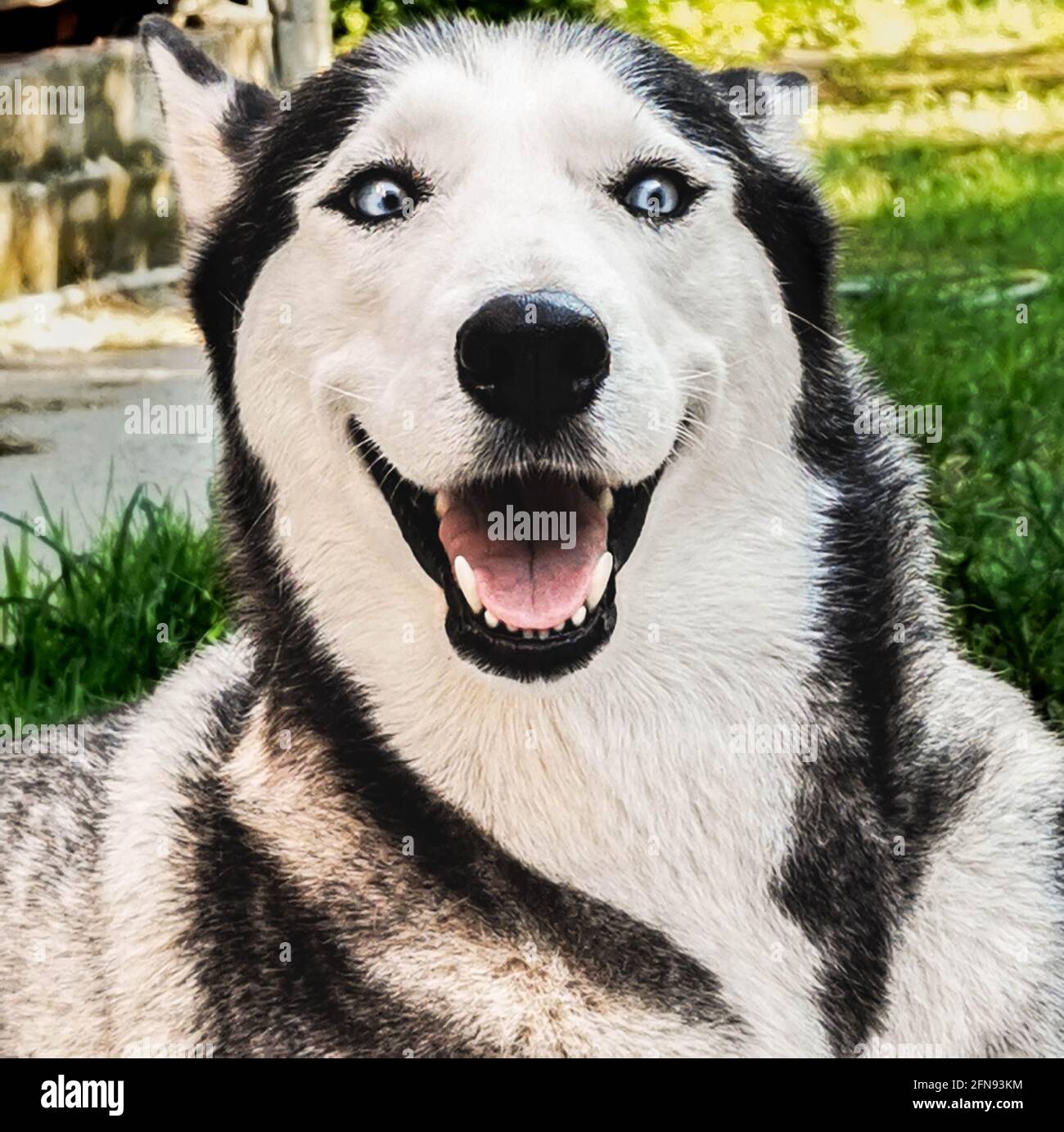 Funny husky portrait Stock Photo - Alamy