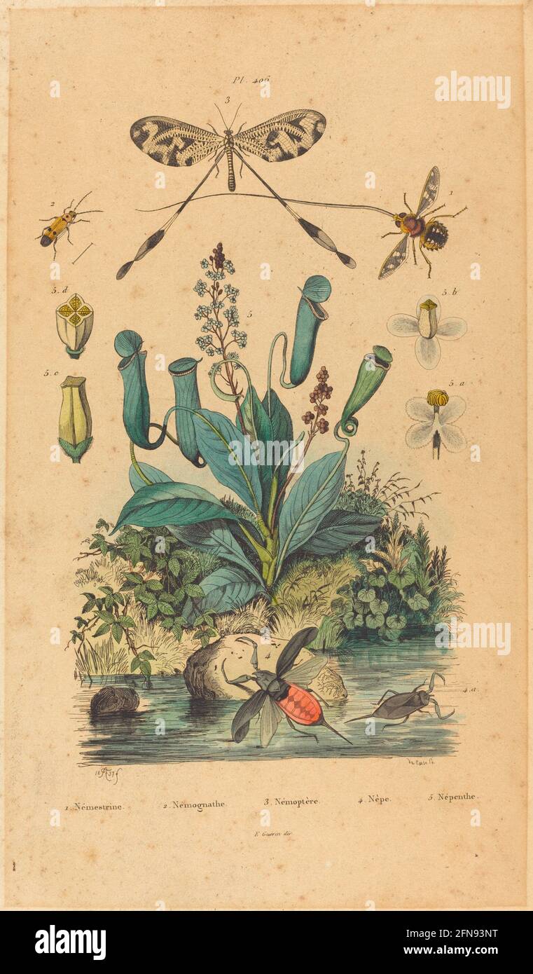 Insects and Flowers, published 1837.nemestrine, nemognathe nemoptere ...