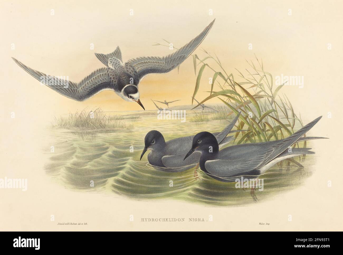 Tinted wove paper hi-res stock photography and images - Alamy