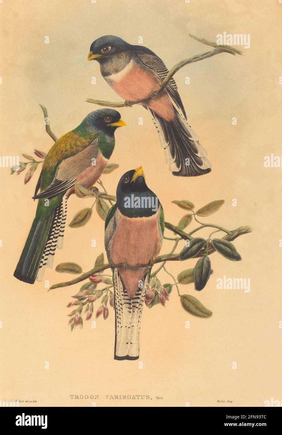 Trogan variegatus, probably 1836/1838 Stock Photo - Alamy