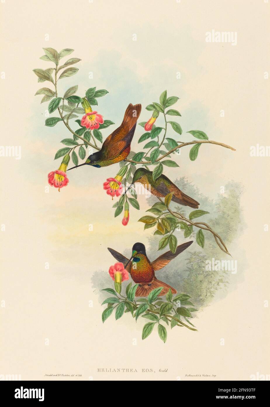 Frontlet hi-res stock photography and images - Alamy