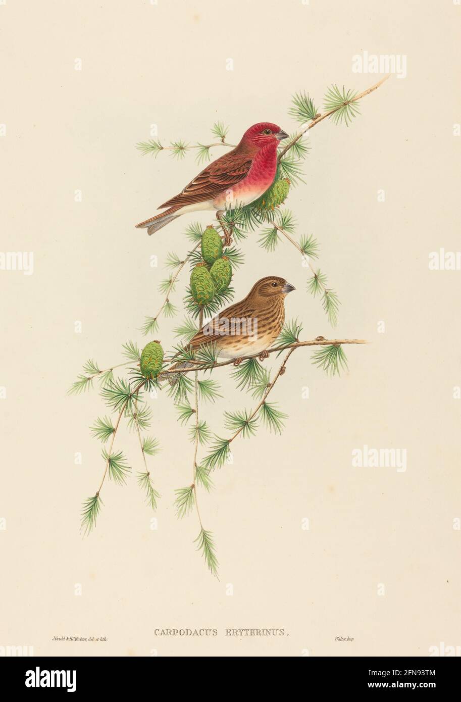 Common Rose Finch High Resolution Stock Photography and Images - Alamy