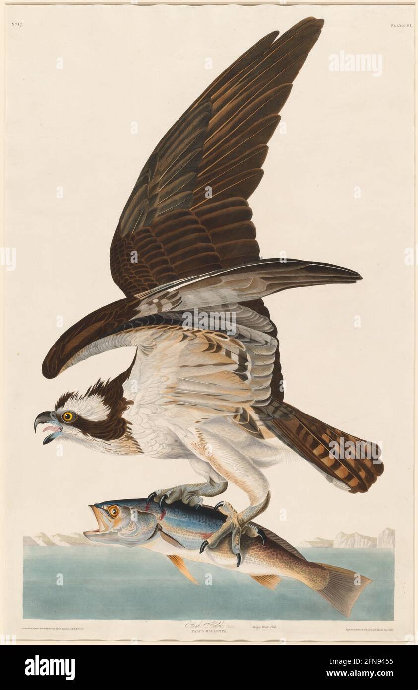 Fish Hawk, 1830 Stock Photo - Alamy