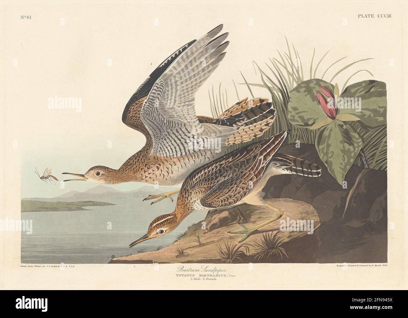 John bartram hi-res stock photography and images - Alamy