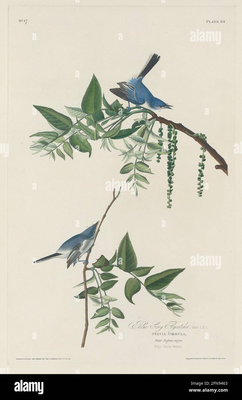 Blue-grey Flycatcher, 1830 Stock Photo - Alamy