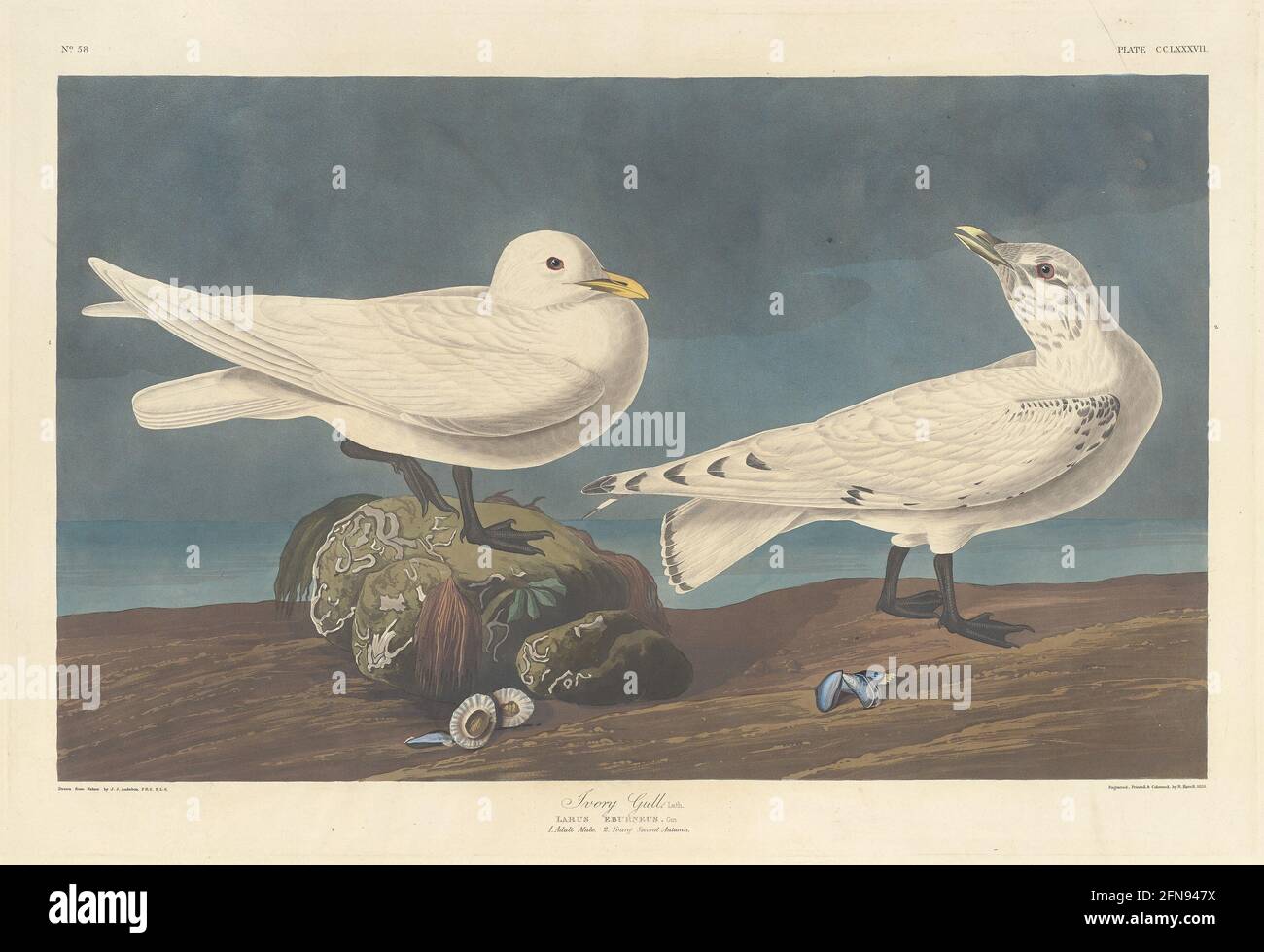 Etching and engraving with some aquatint on ivory wove paper hi-res ...
