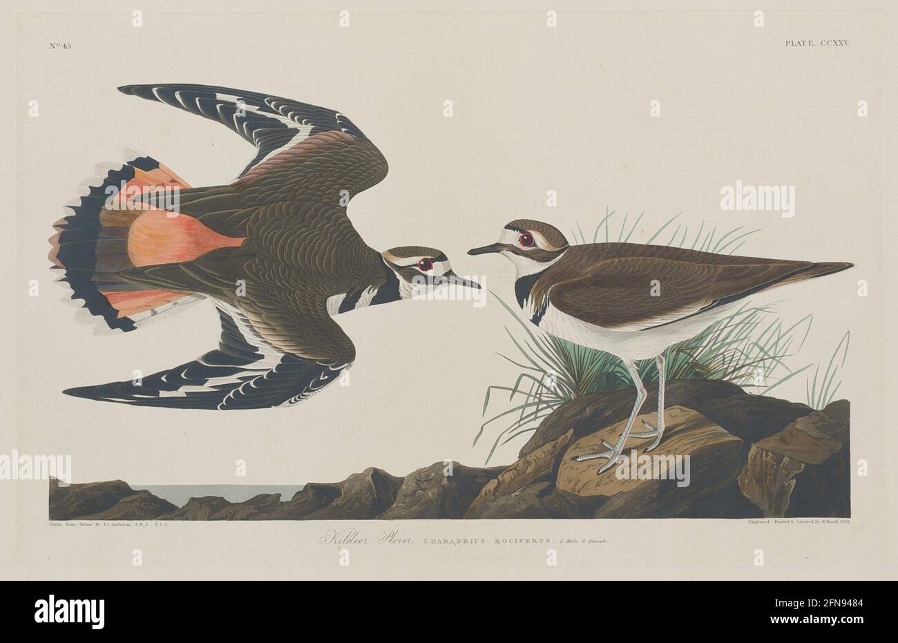 Kildeer Plover, 1834 Stock Photo - Alamy