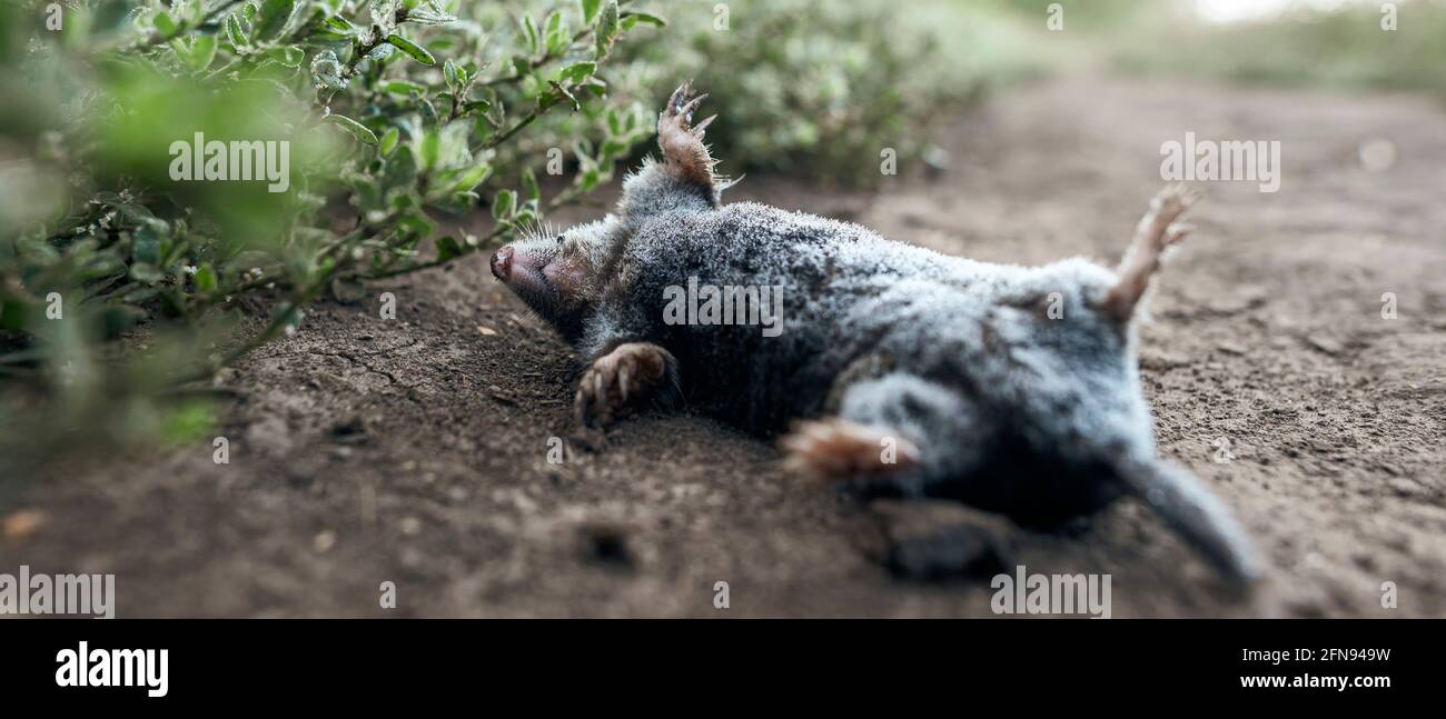 Mole animal tunnel hi-res stock photography and images - Alamy