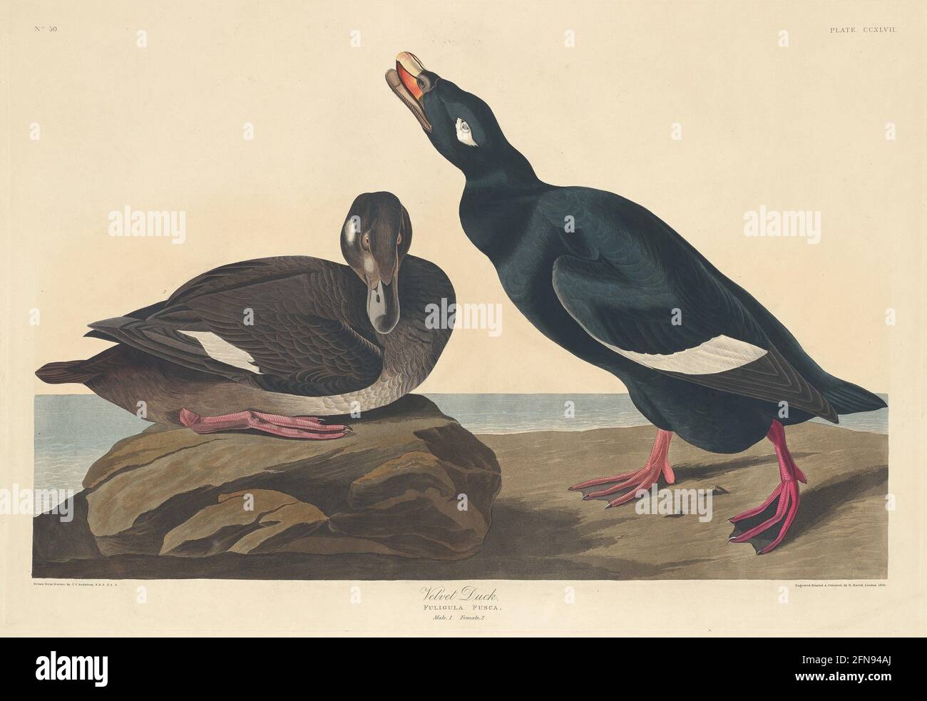 Velvet duck hi-res stock photography and images - Alamy
