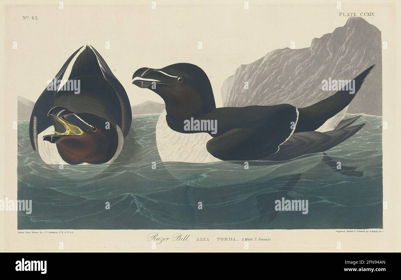 Razor bill hi-res stock photography and images - Alamy