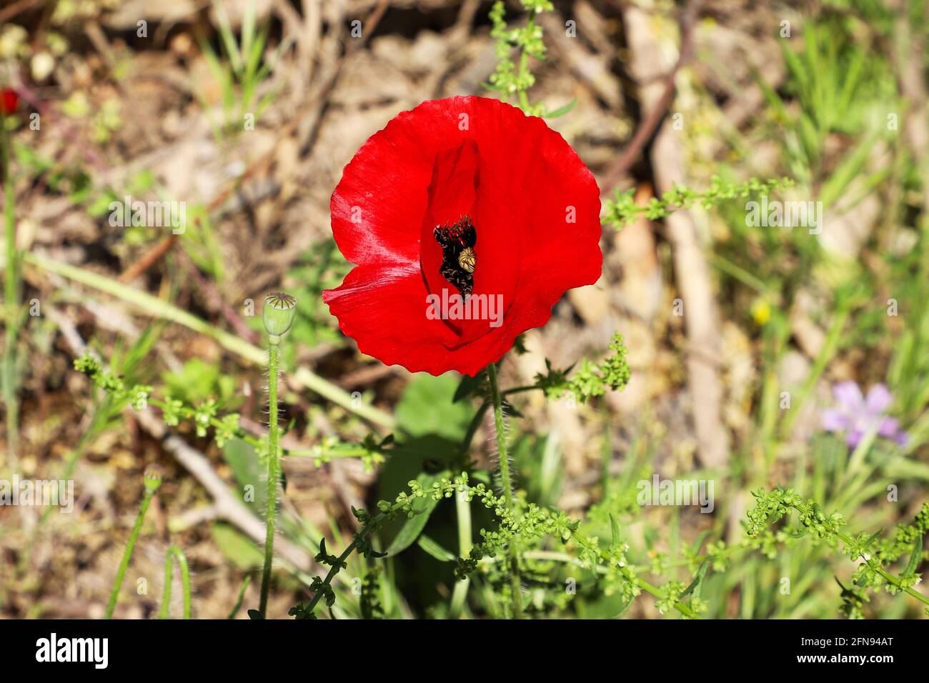 Beautiful wild poppy hi-res stock photography and images - Alamy