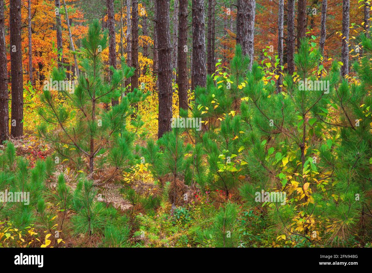 Red Pine Plantation with a hardwood understory in the Delaware State ...
