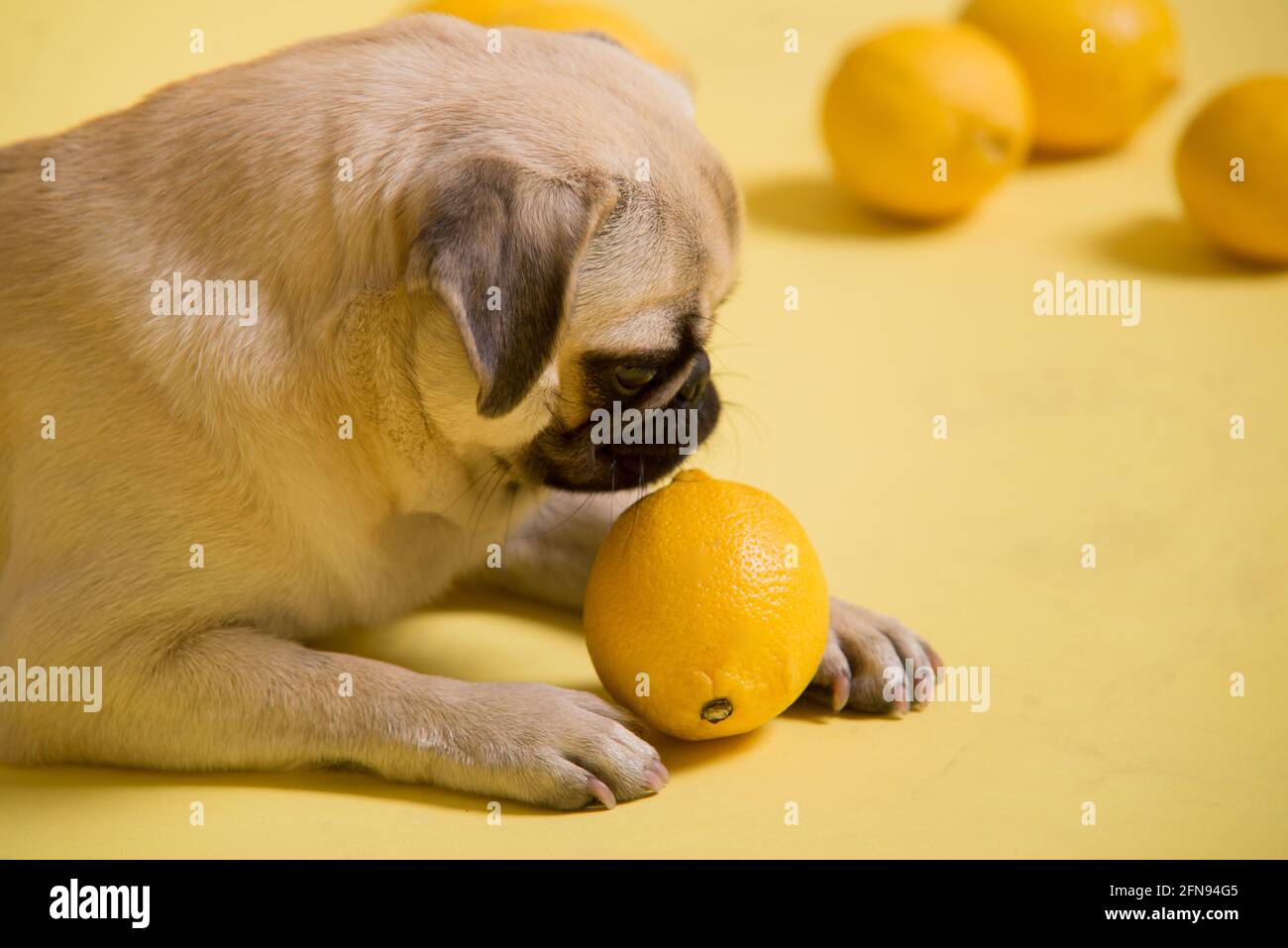 Funny dog mops is playing with lemons on a yellow background in the ...