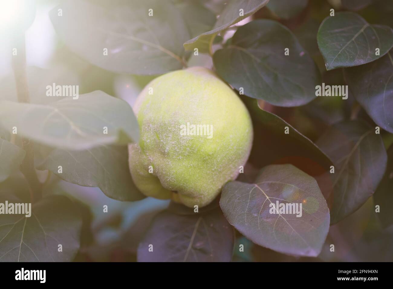 Green Quinces on a tree with sunlight Stock Photo - Alamy