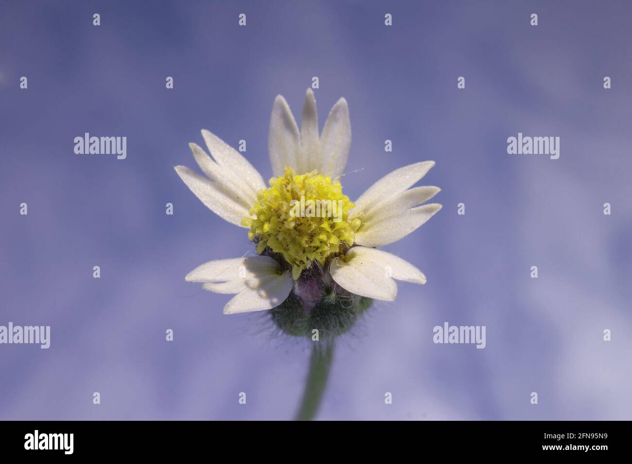 Daisy like flower hi-res stock photography and images - Alamy
