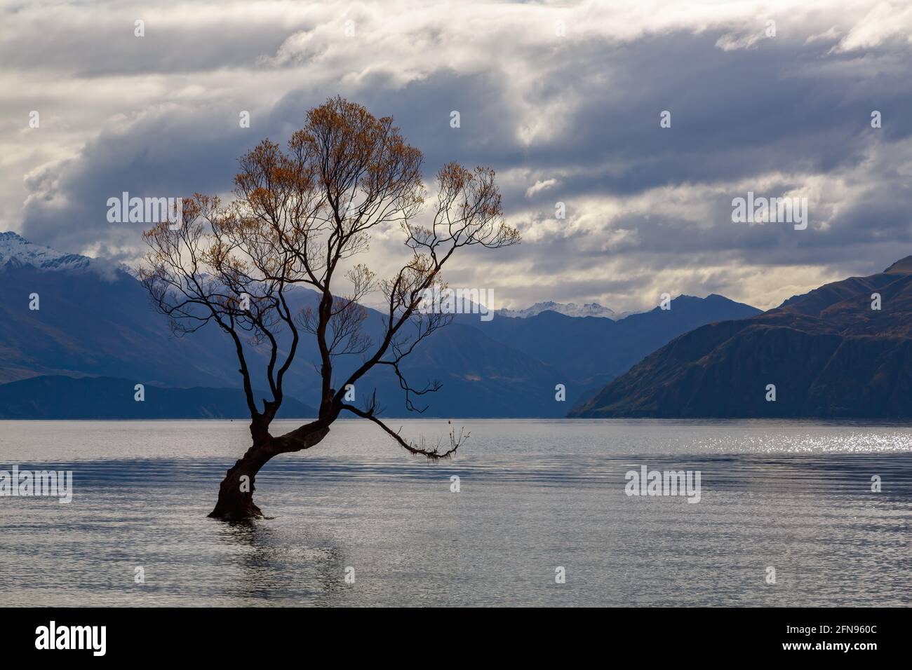 The famous lone willow tree growing in Lake Wanaka, New Zealand, with ...