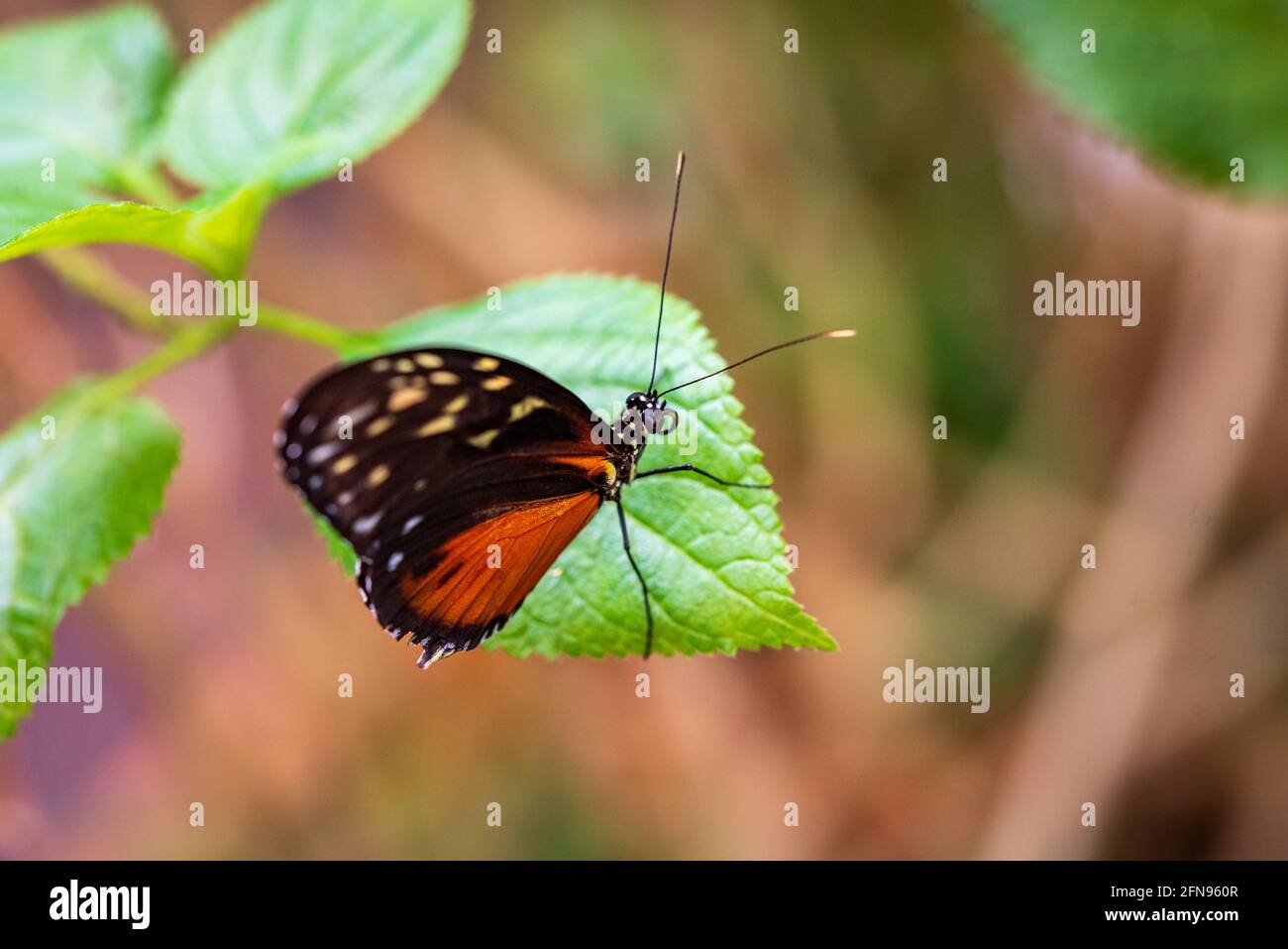 Butterflies in butterfly house Stock Photo - Alamy