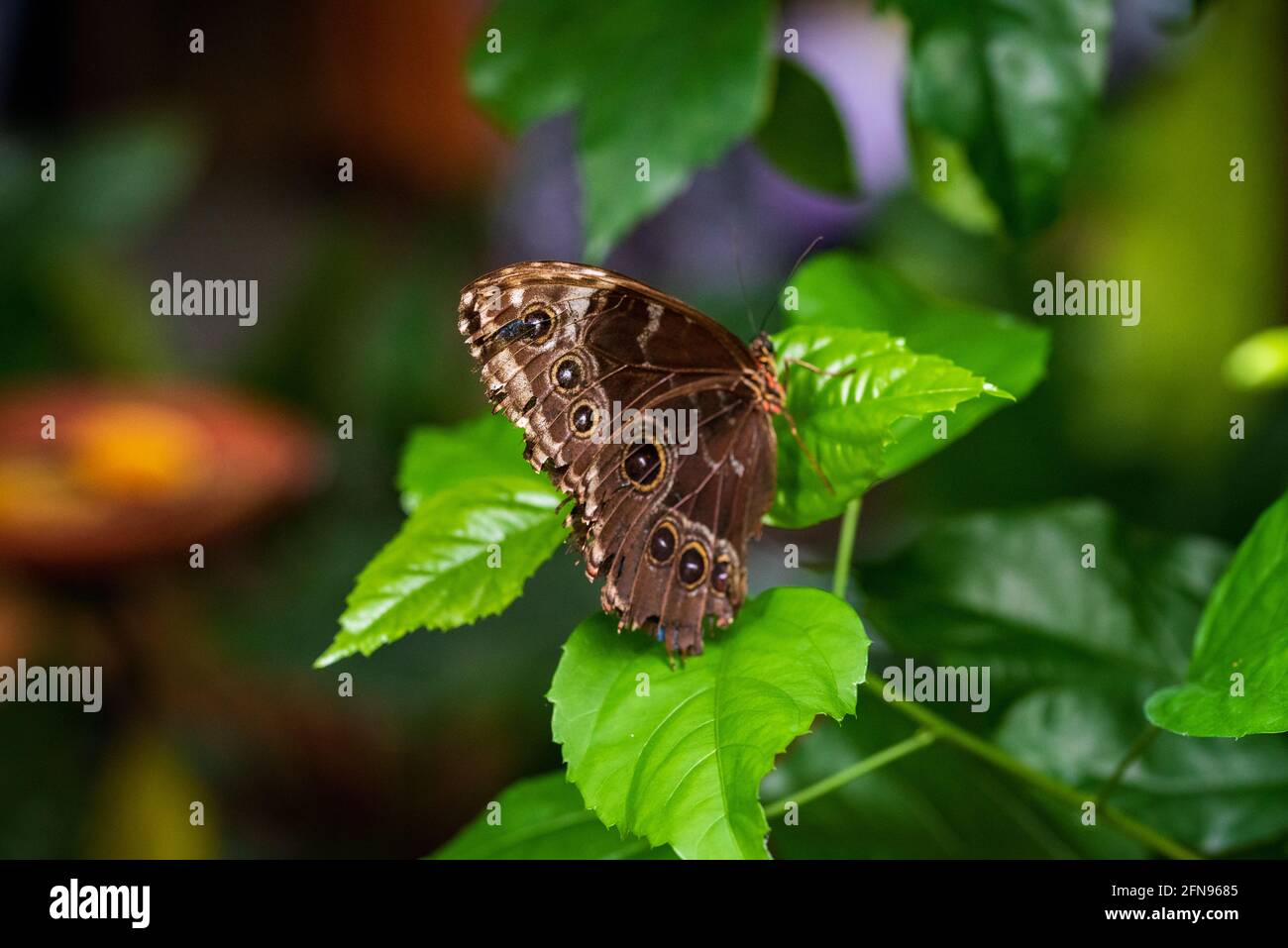 Butterflies in butterfly house Stock Photo - Alamy