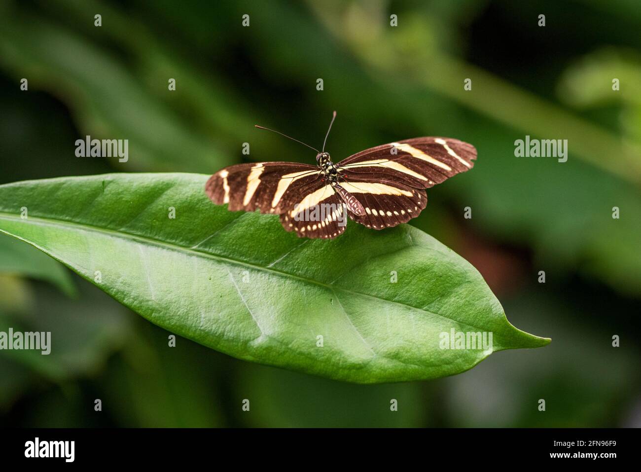 Butterflies in butterfly house Stock Photo - Alamy