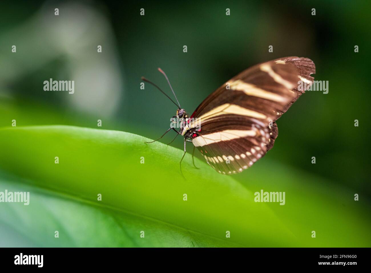 Butterflies in butterfly house Stock Photo - Alamy