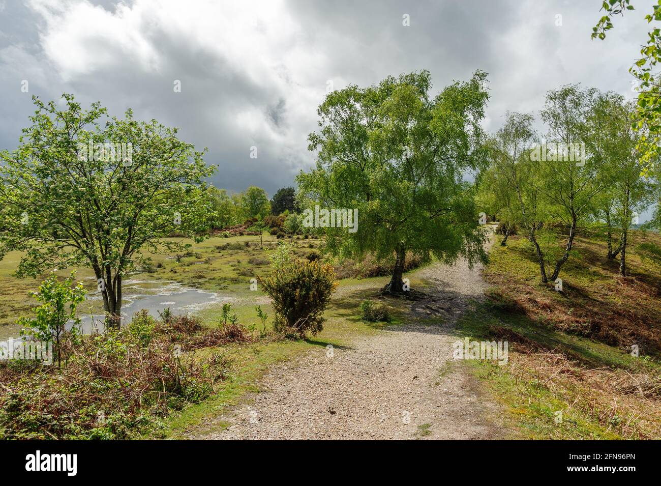 Ibsley common hampshire hi-res stock photography and images - Alamy
