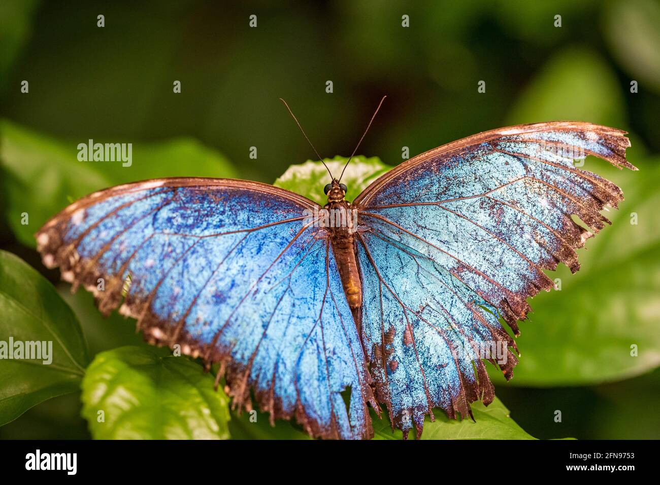 Butterfly opens wings hi-res stock photography and images - Alamy