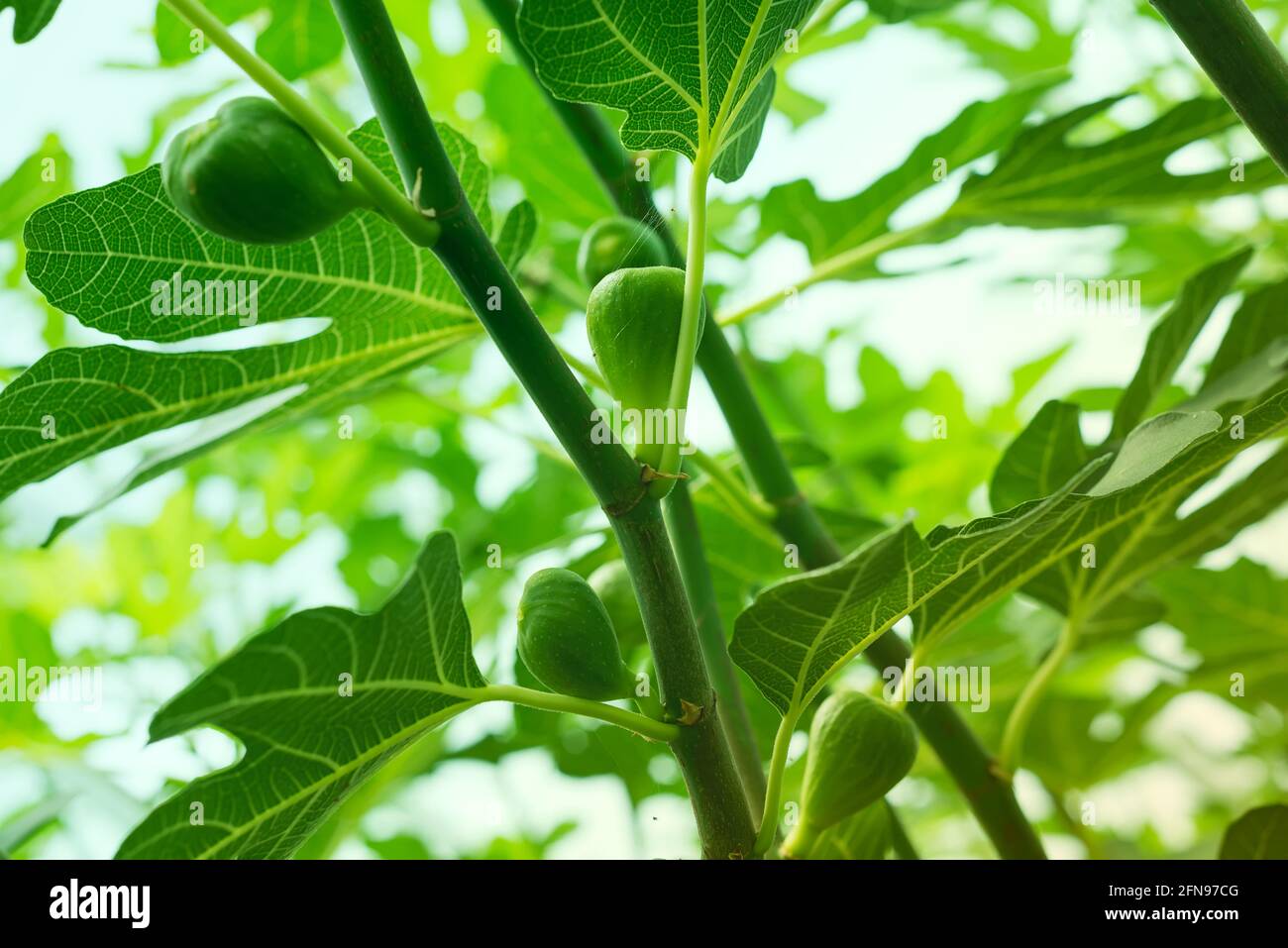 Green raw figs on the branch of a fig tree with morning sun light Stock ...