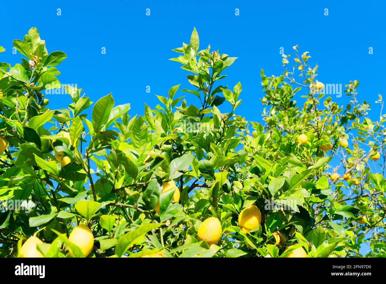 Lemon garden with fruits Stock Photo - Alamy