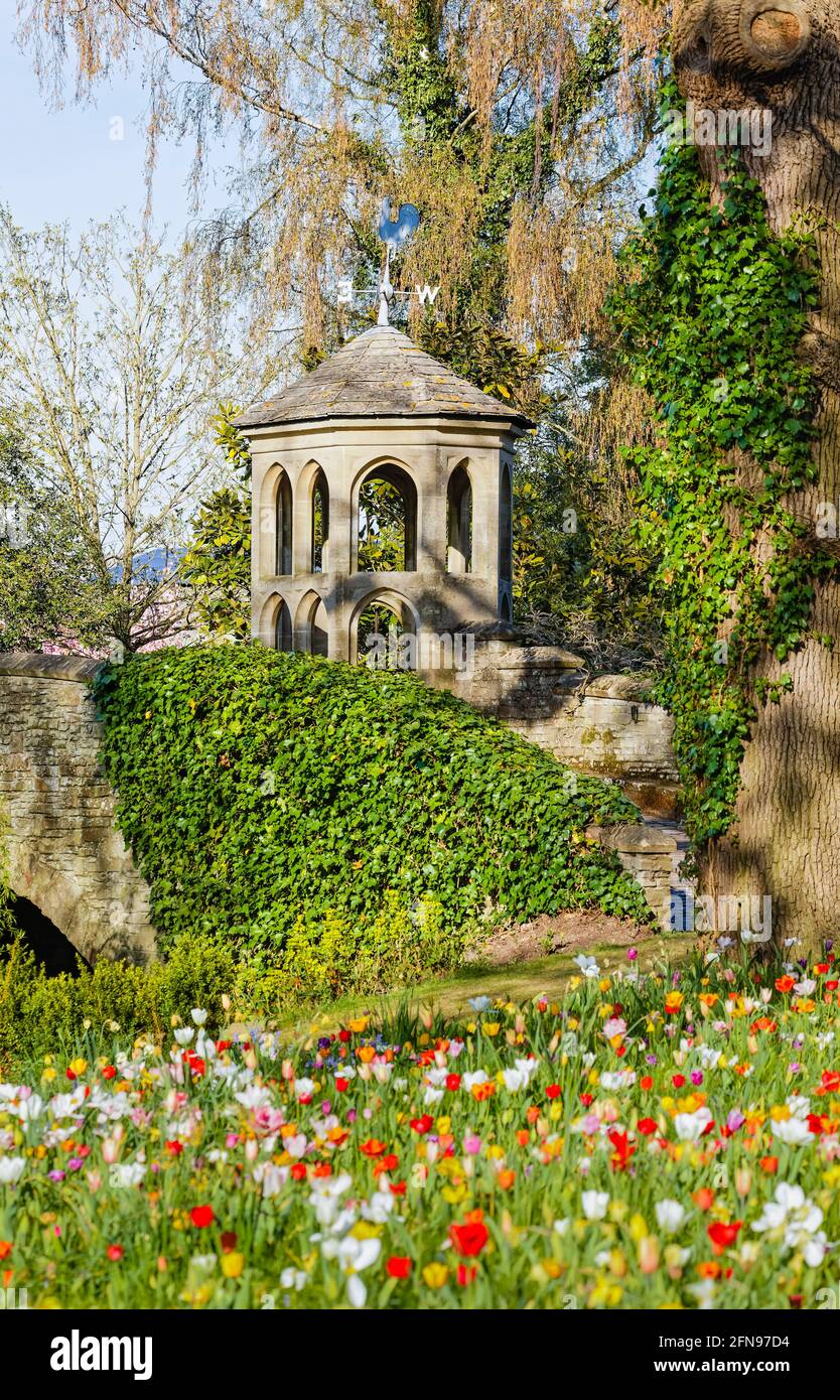 Colourful tulips, folly and ivy covered stone bridge during the spring ...