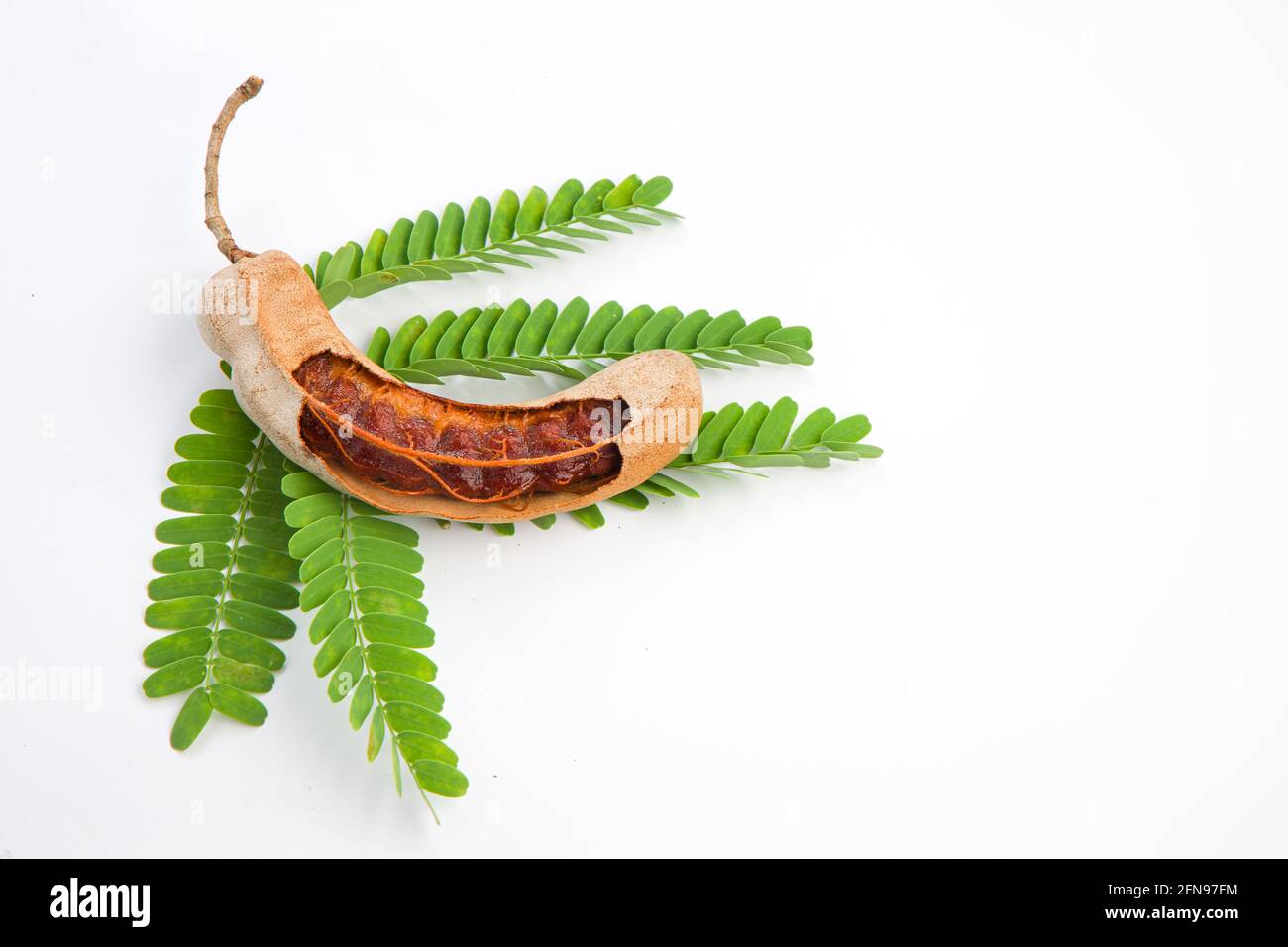 Tamarind bean like pods filled with seeds surrounded by a fibrous pulp ...