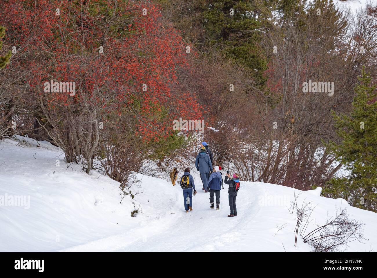 Route between Montgarri and Pla de Beret in winter with snow (Aran ...