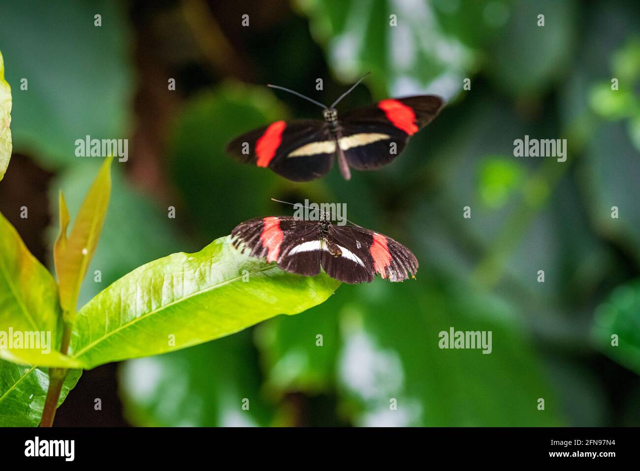 Butterflies in butterfly house Stock Photo - Alamy
