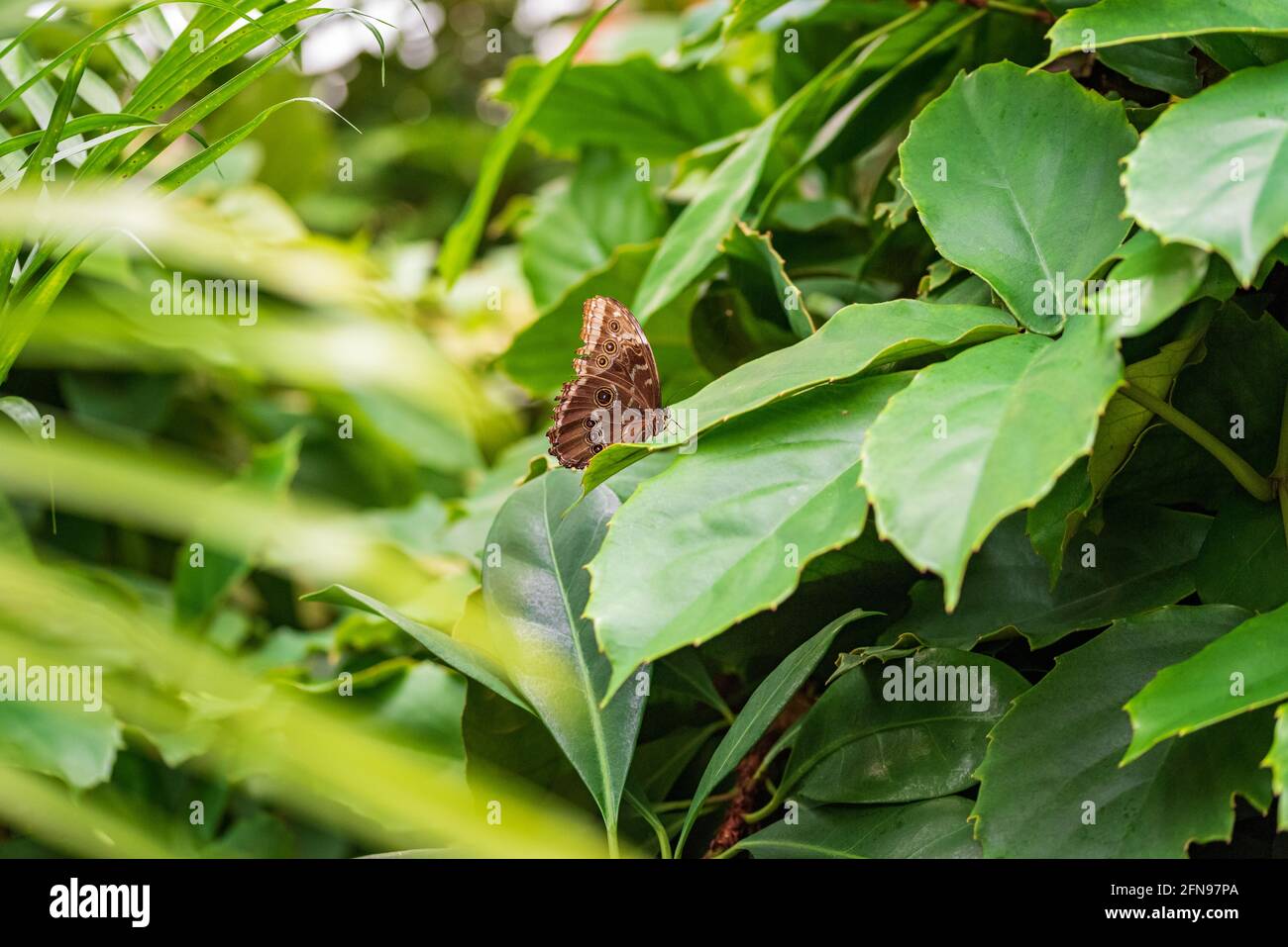 Butterfly house hi-res stock photography and images - Alamy