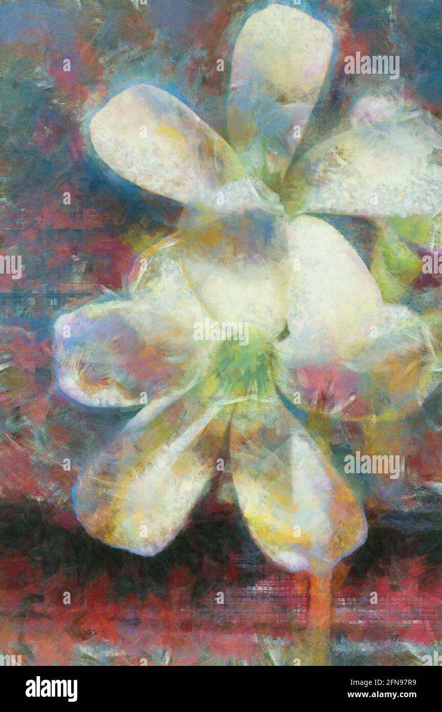Drawing of flowers with white petals Stock Photo - Alamy