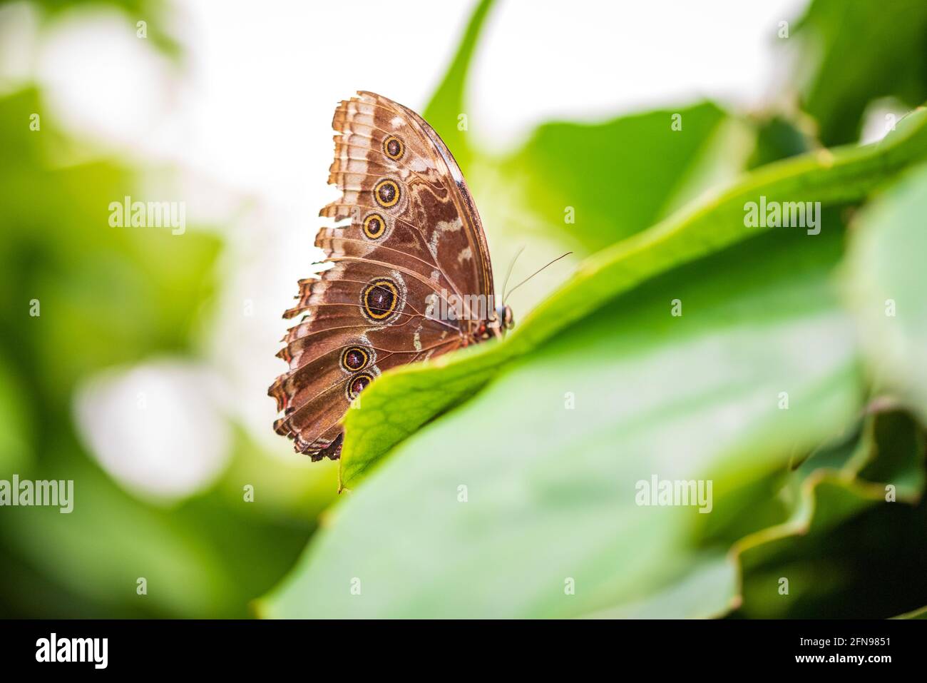 Butterfly opens wings hi-res stock photography and images - Alamy
