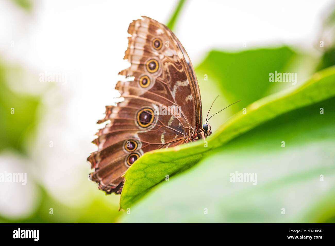 Butterflies in butterfly house Stock Photo - Alamy