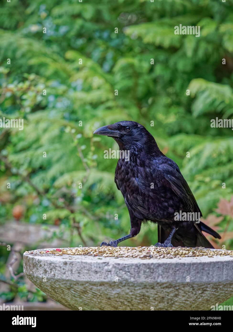 Raven species hi-res stock photography and images - Alamy