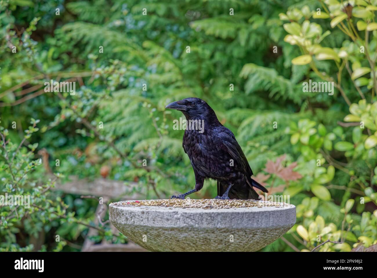 Raven on standing stone hi-res stock photography and images - Alamy