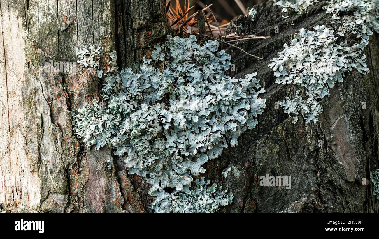 Lichen Parmelia sulcata on an old tree stump in a pine forest Stock ...