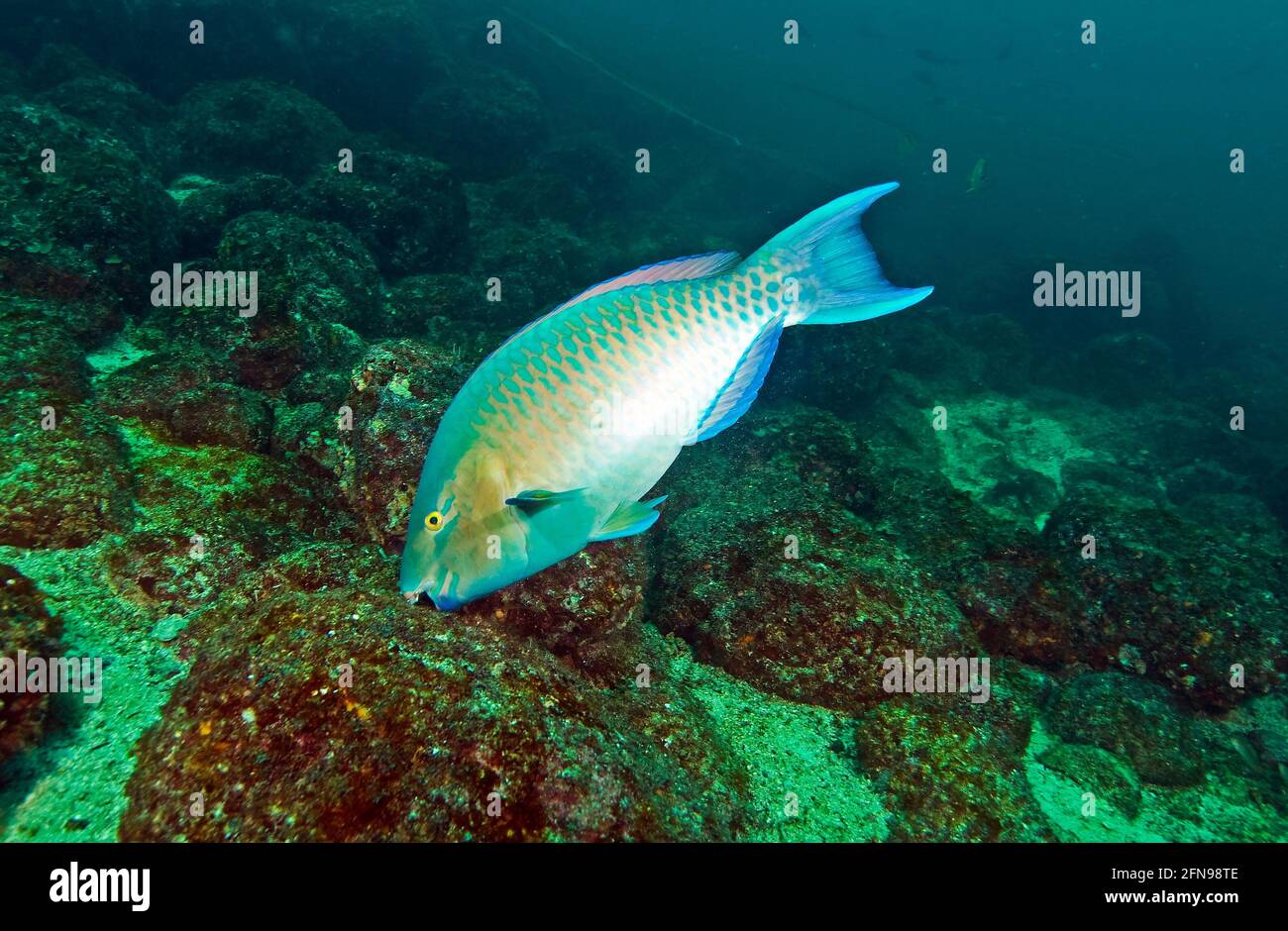 Bluebarred parrotfish scarus ghobban hi-res stock photography and ...