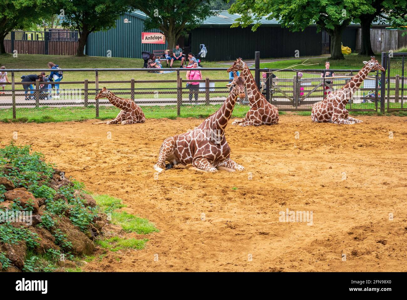 Zoo enclosure giraffe hi-res stock photography and images - Alamy