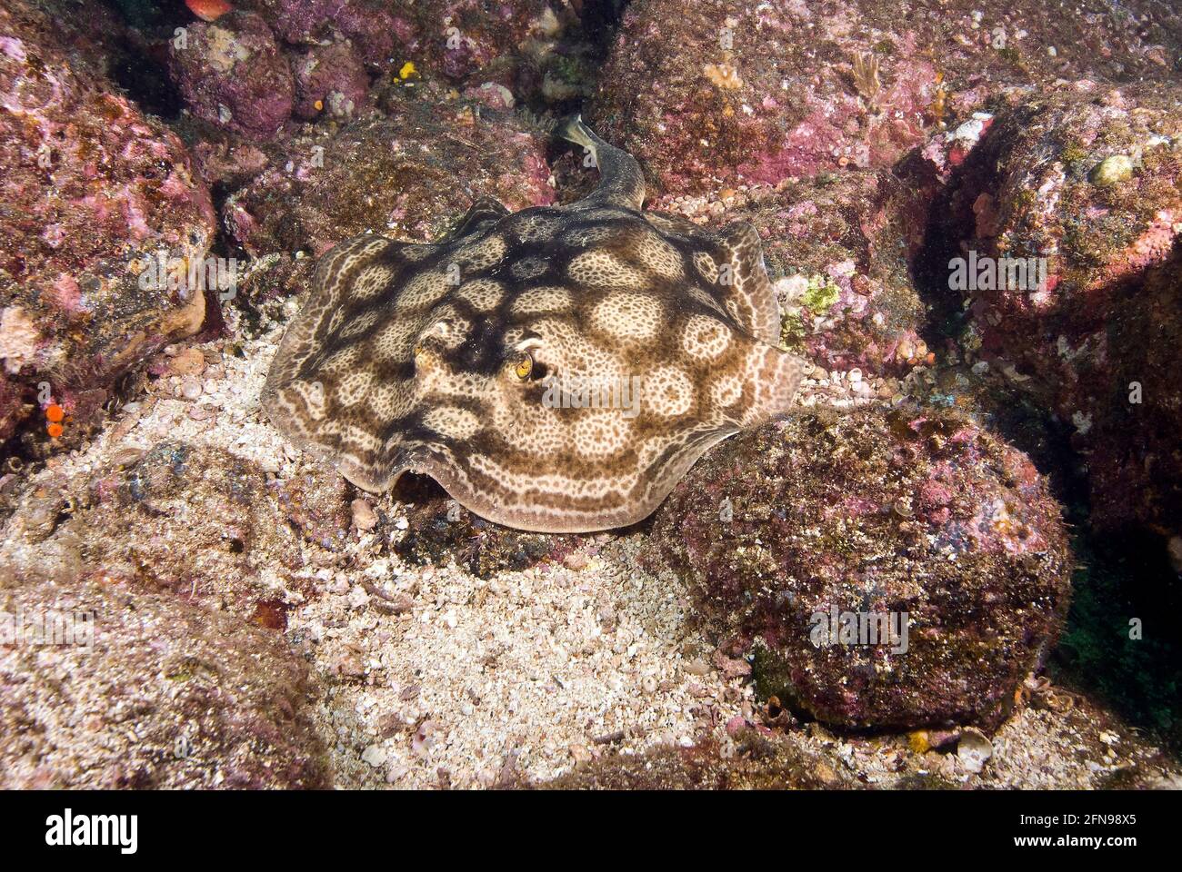 Leopard round stingray urobatis pardalis hi-res stock photography and ...